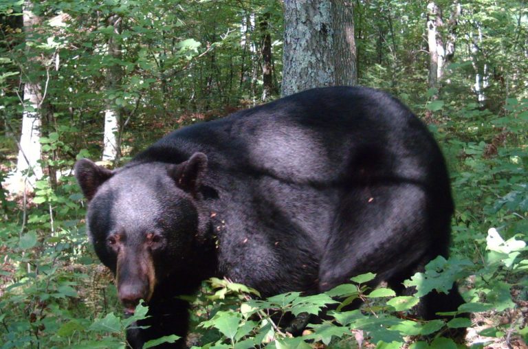 Black Bear Breeding & Reproduction - Target Communications